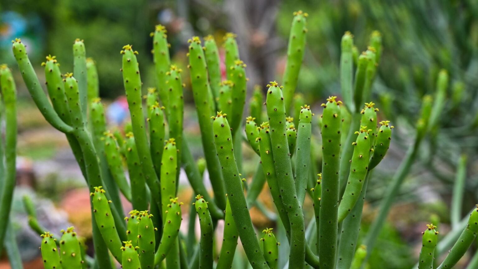 Pencil Cactus Care How To Grow Firesticks Epic Gardening