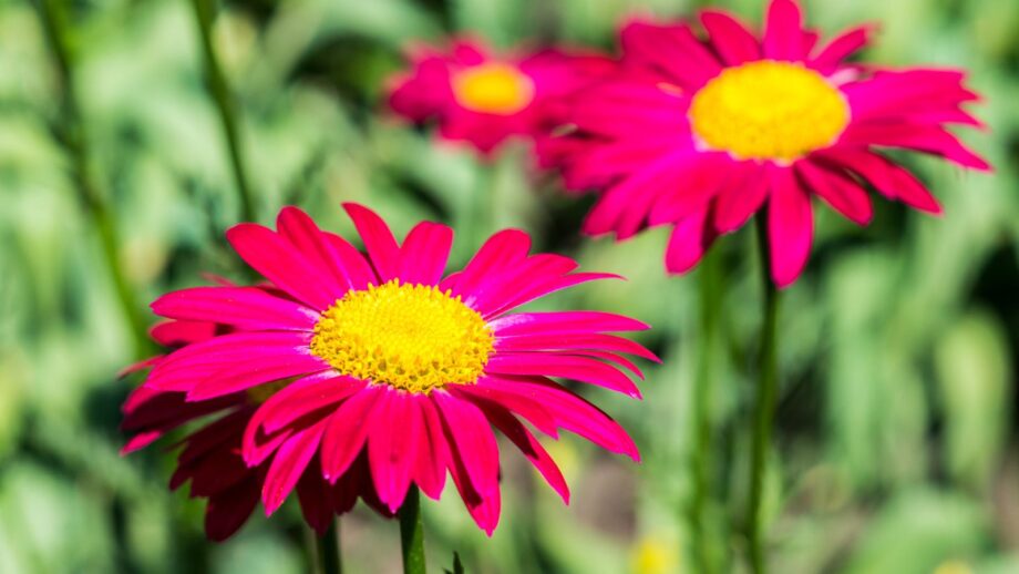 How to Plant, Grow, and Care for Painted Daisy