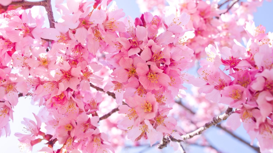How to Plant, Grow, and Care for Okame Cherry Tree