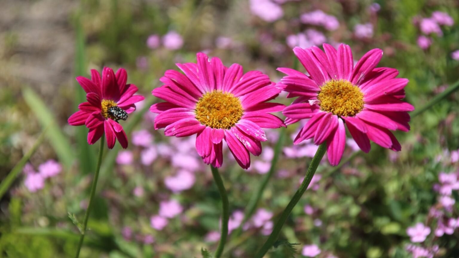 How to Plant, Grow, and Care for Painted Daisy