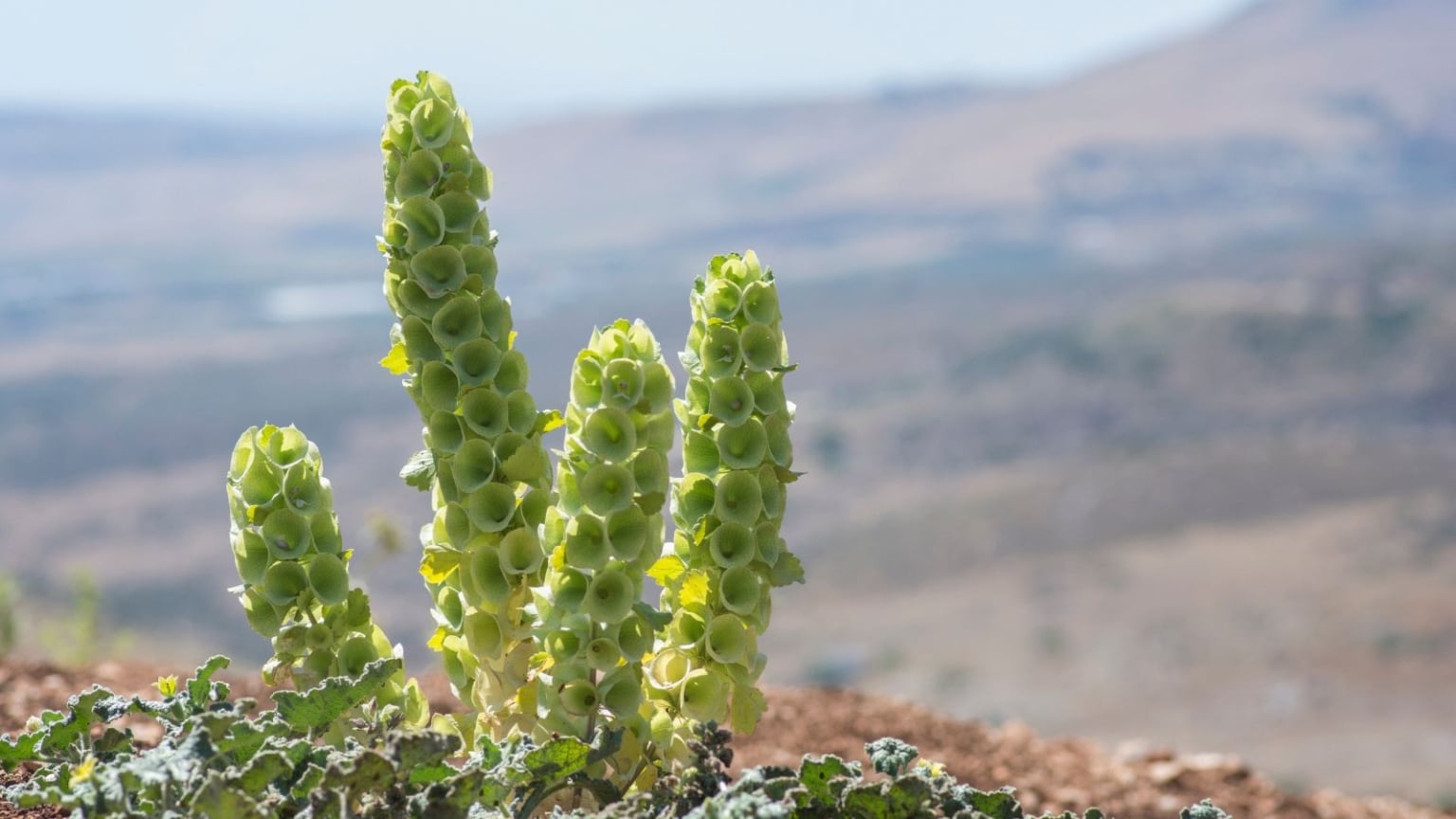 How to Plant, Grow, and Care for Bells of Ireland