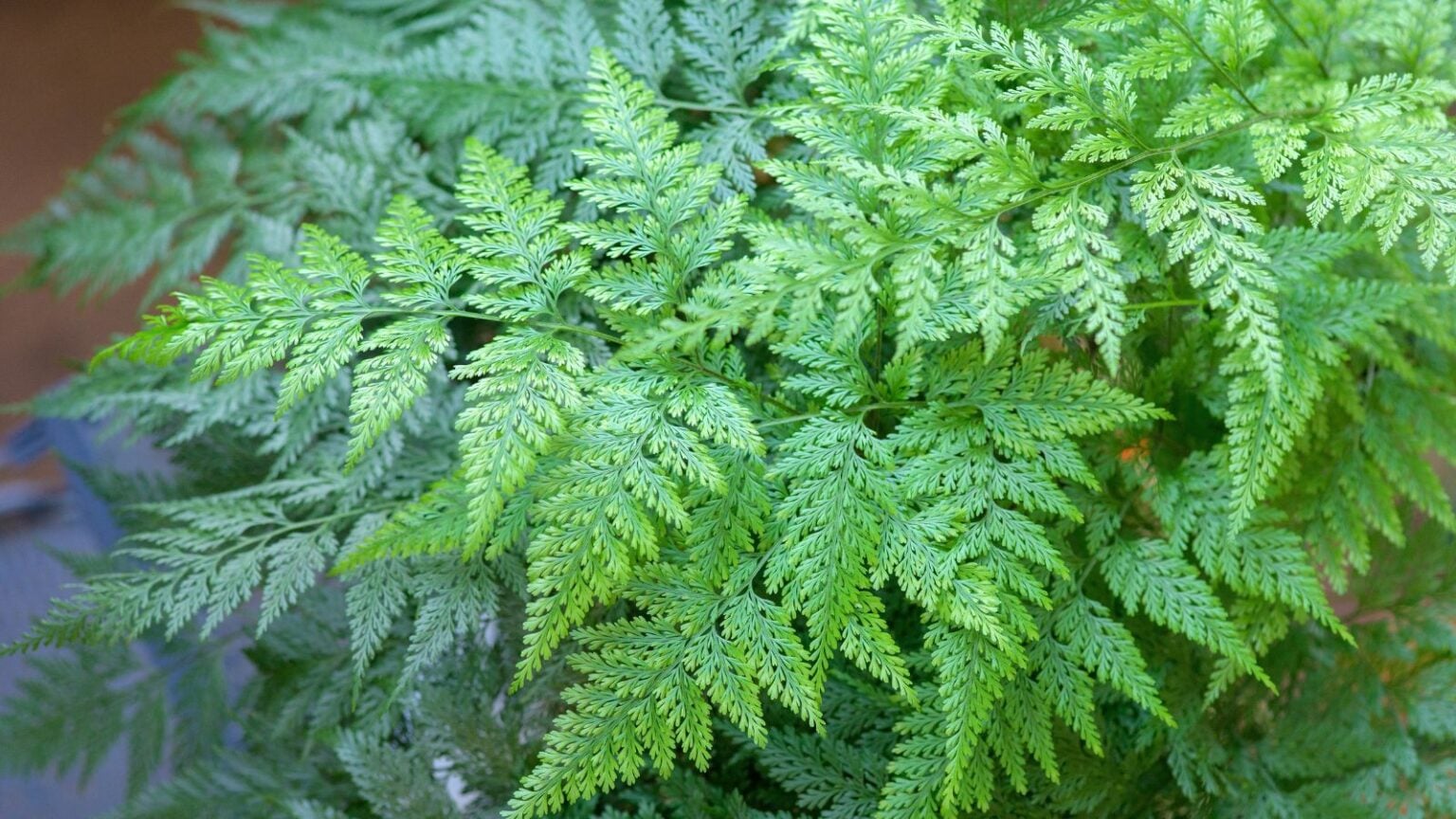Rabbit’s Foot Fern: A Fuzzy Fun Houseplant - Epic Gardening