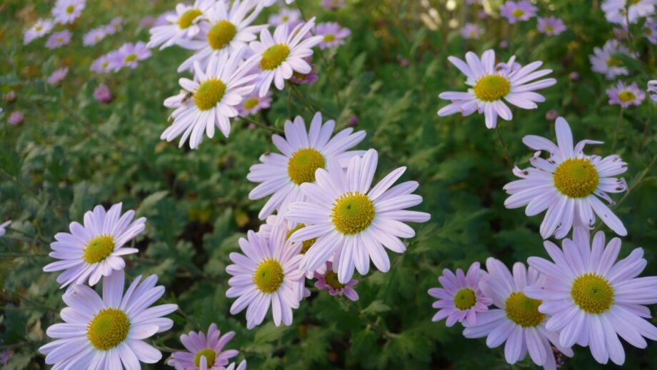 How to Plant, Grow, and Care for Painted Daisy
