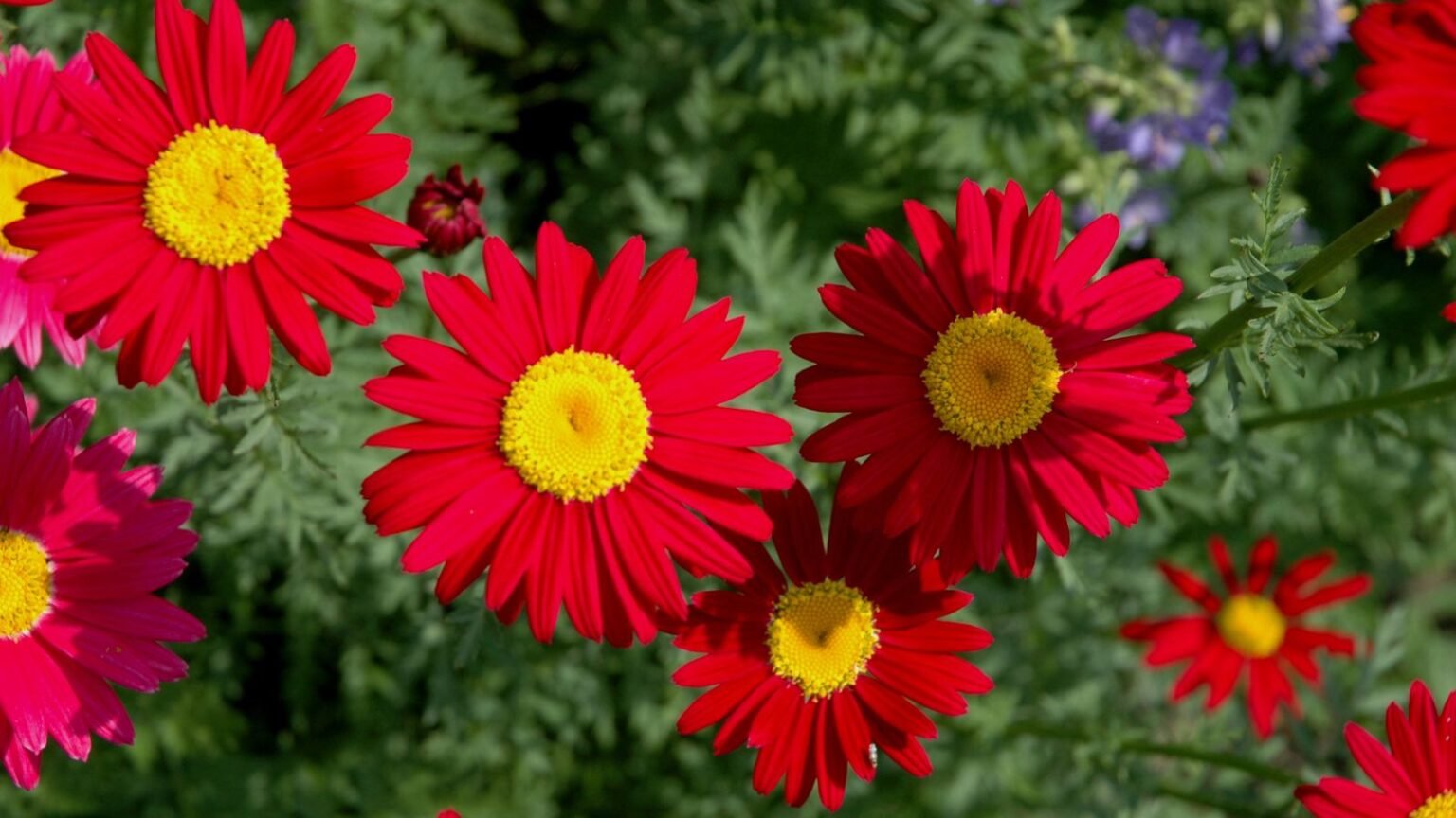 How to Plant, Grow, and Care for Painted Daisy