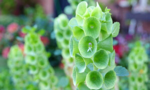 Bells of Ireland Care: How To Grow Moluccella Laevis - Epic Gardening