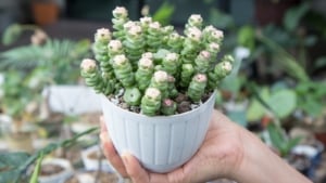 How to Plant, Grow, and Care for String of Buttons