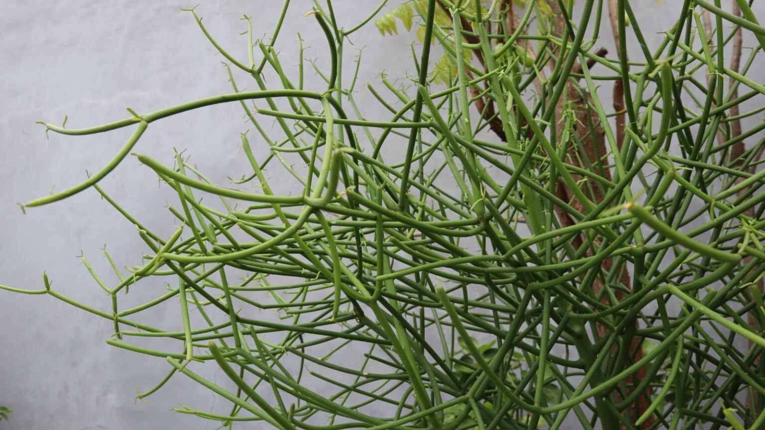 Pencil Cactus Care: How To Grow Firesticks - Epic Gardening