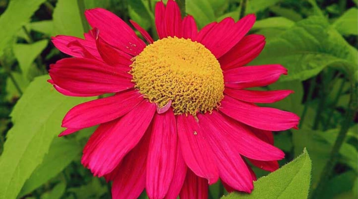 How to Grow Painted Daisy in Your Home