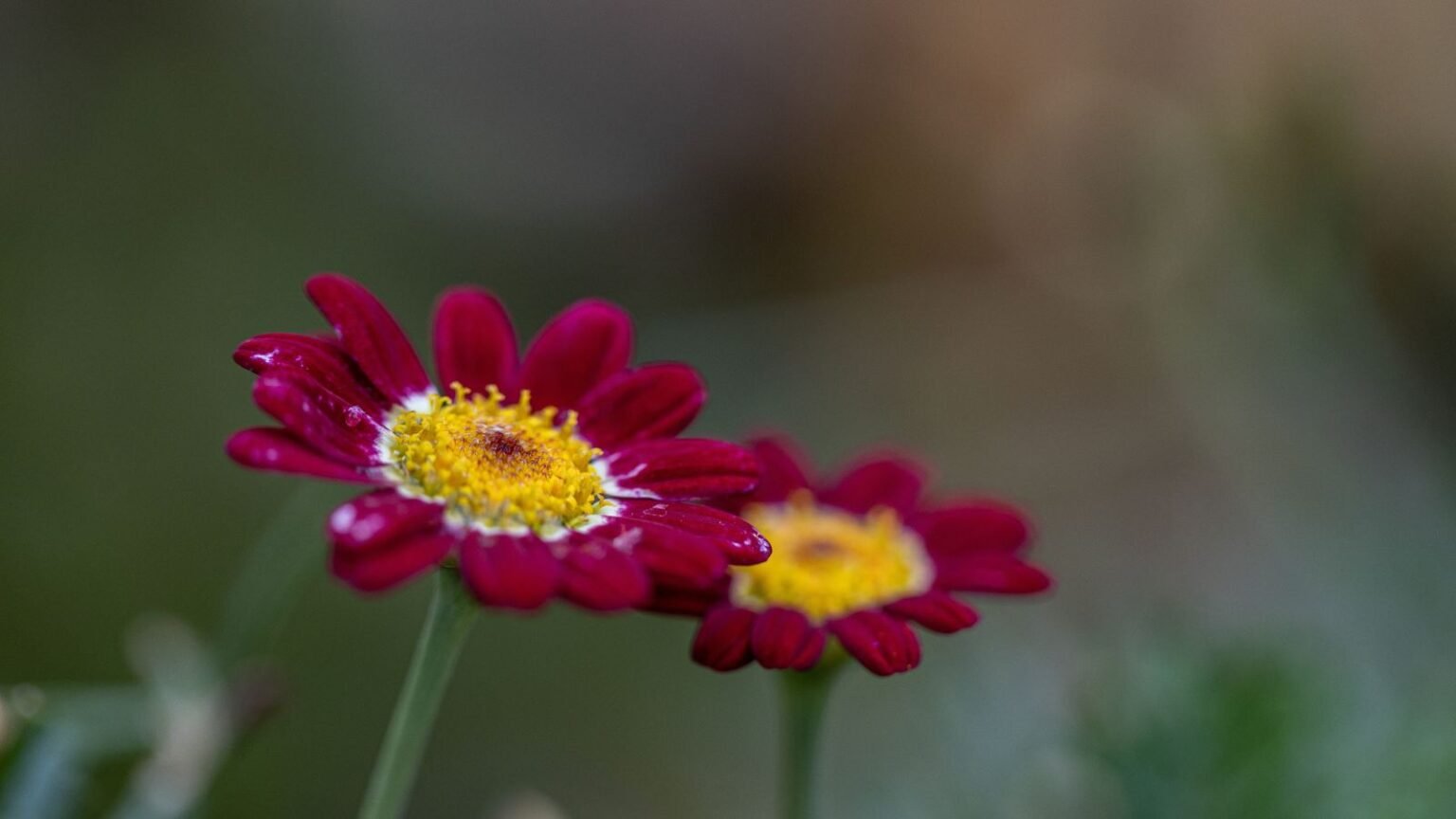 How to Plant, Grow, and Care for Painted Daisy
