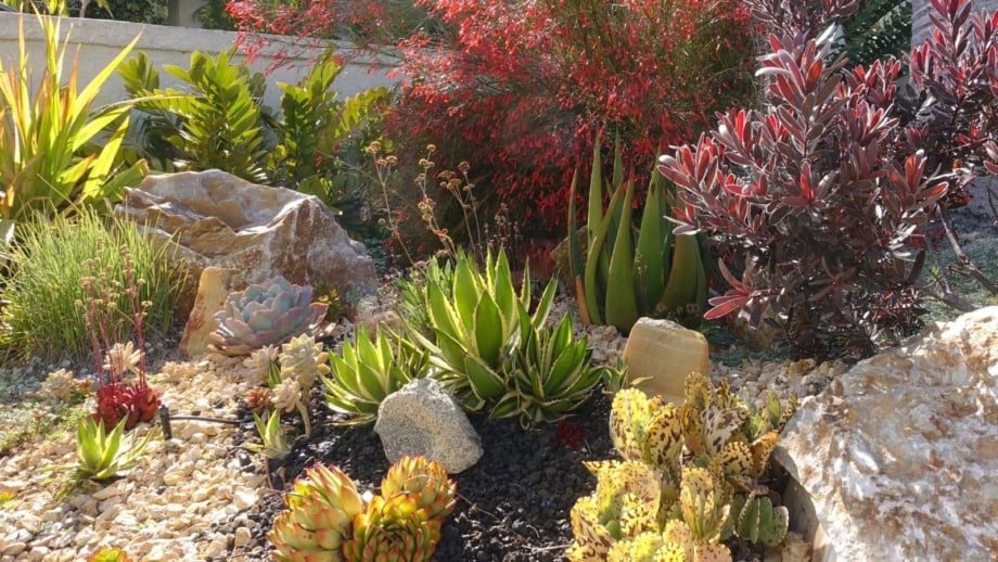 35 Drought-Resistant Plants for Xeriscape Gardening