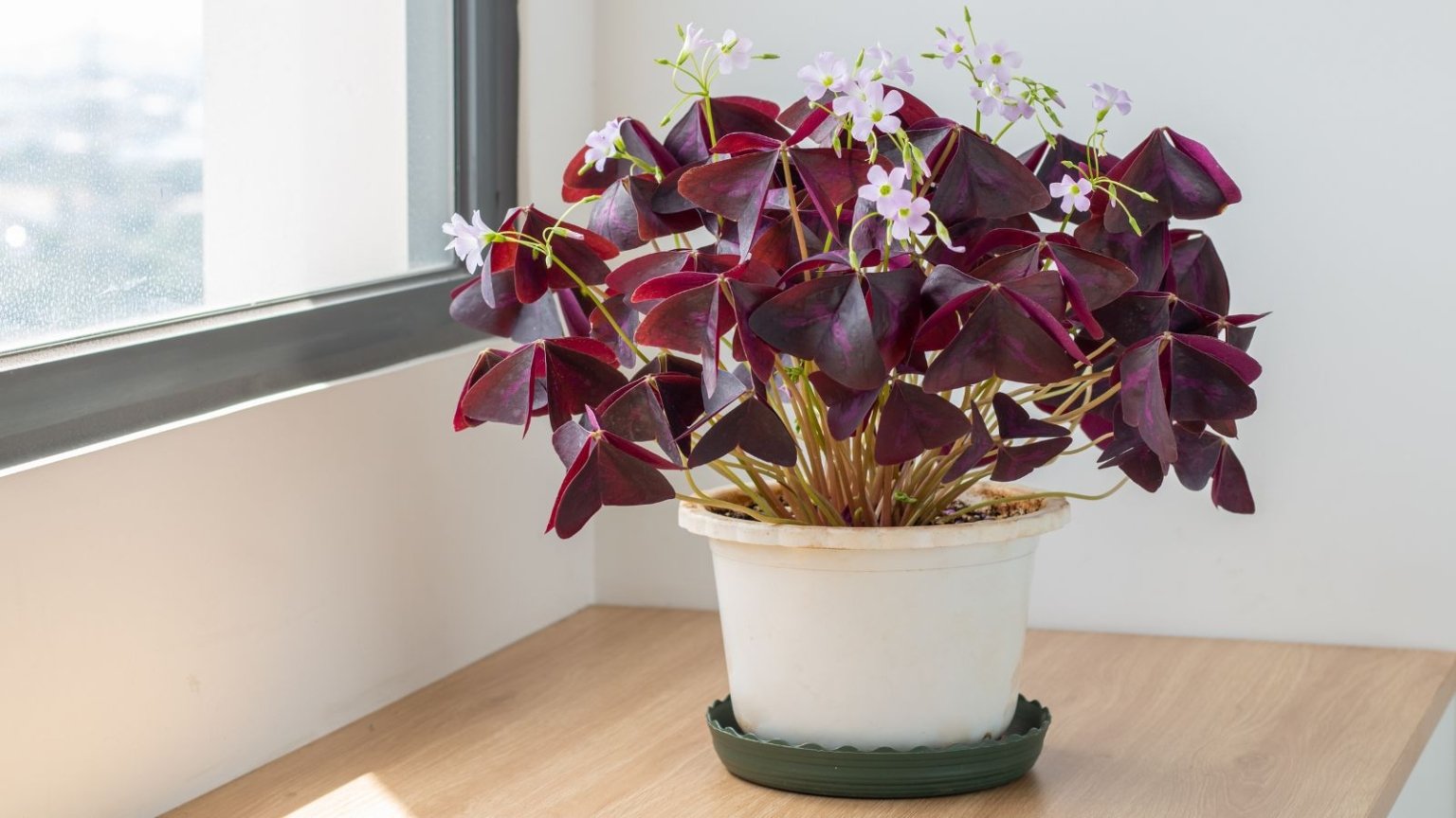 How to Plant, Grow, and Care for Oxalis Triangularis
