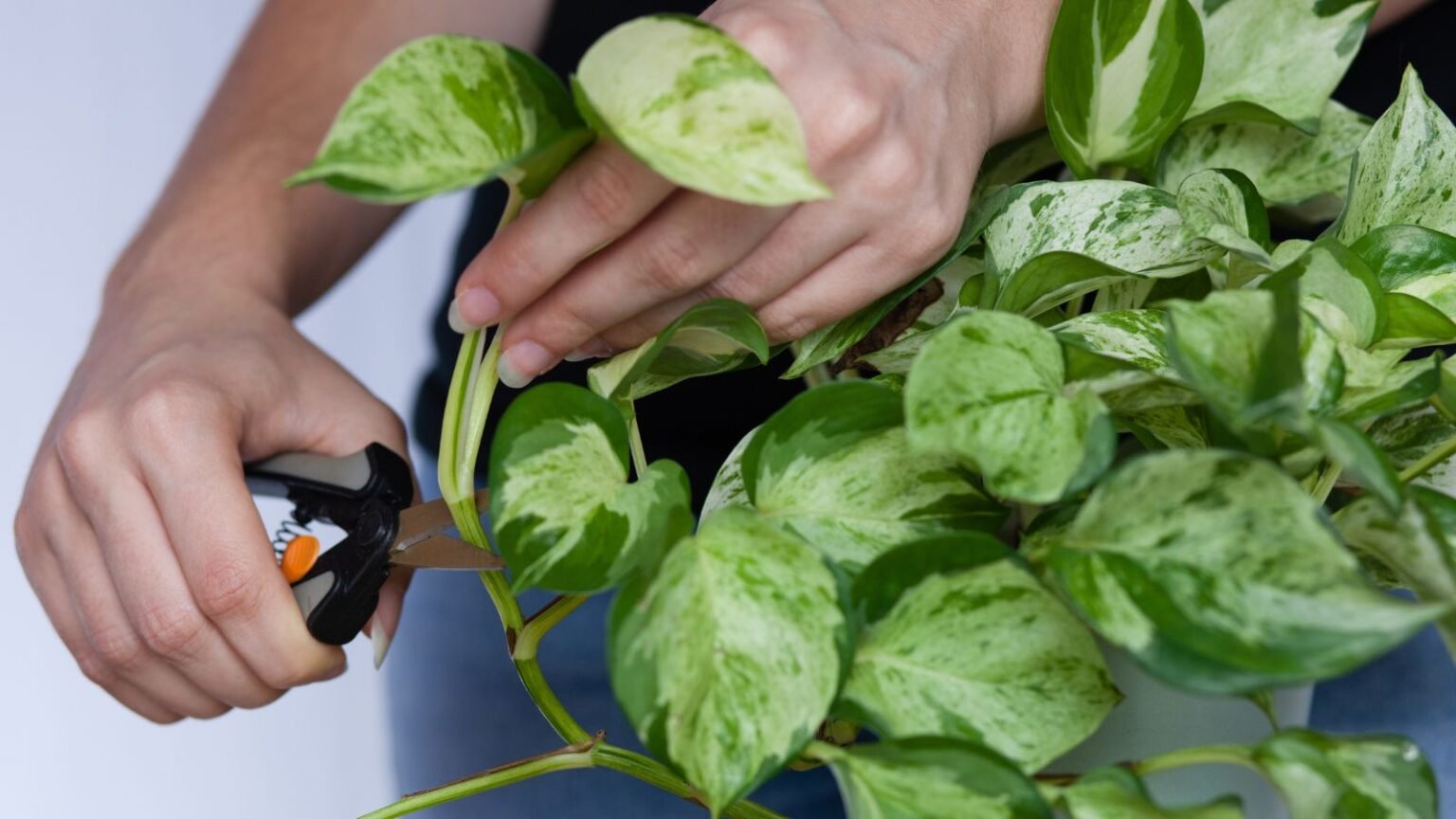 How to Make Pothos Fuller and Bushier