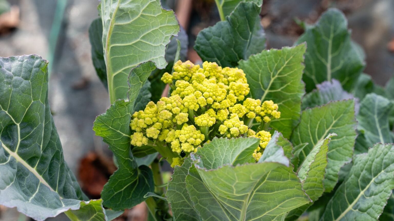 21 Types of Broccoli You Should Grow This Year - Epic Gardening