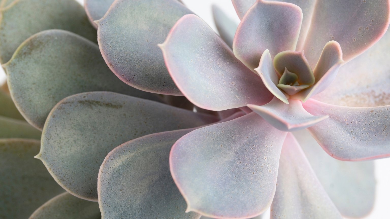 How to Plant, Grow, and Care for Echeveria Perle von Nurnberg