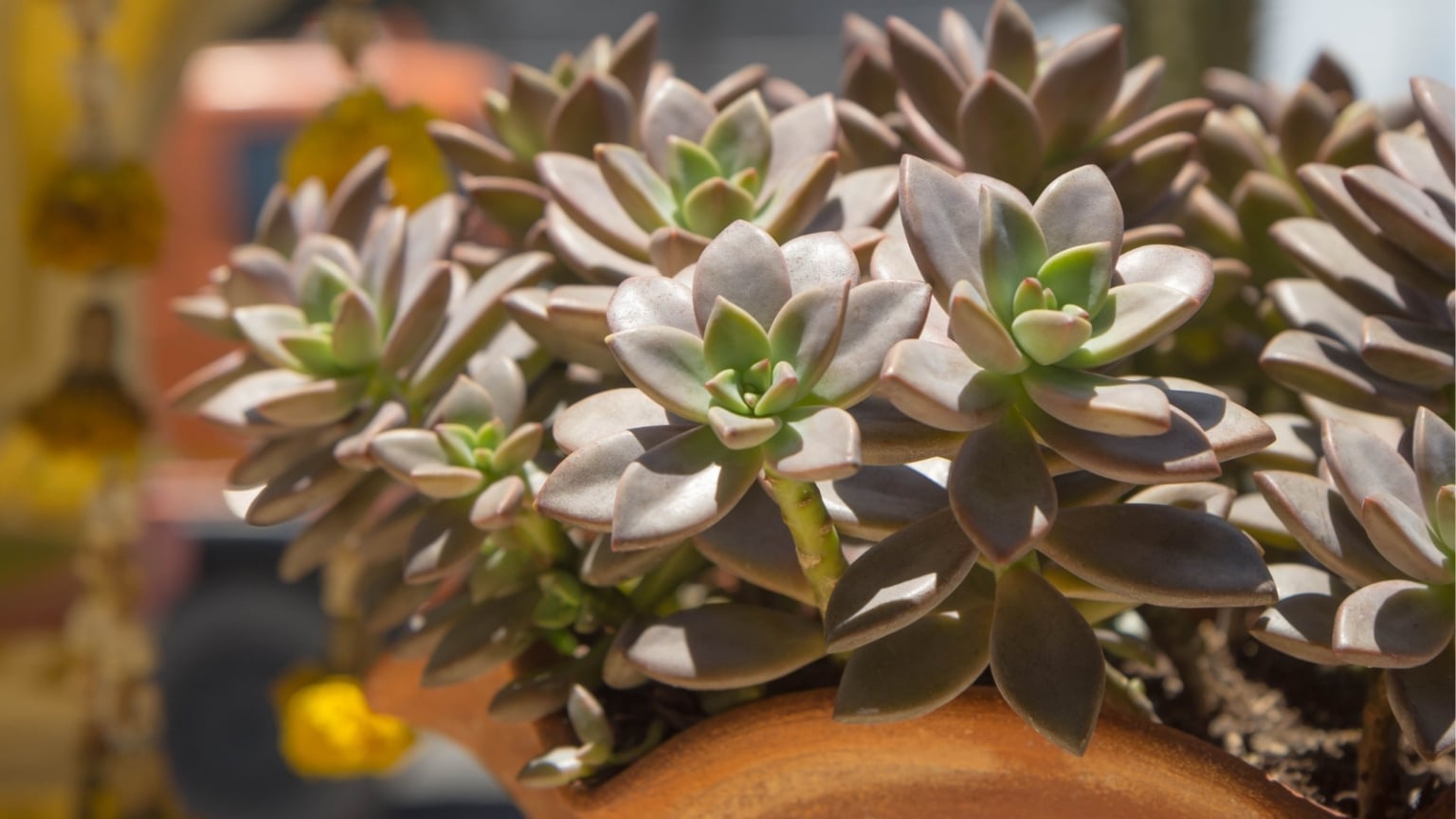 How to Plant, Grow, and Care for Graptosedum