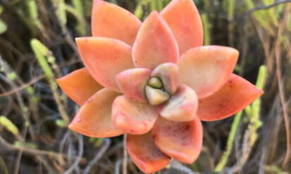 Graptosedum: The Genus for Breezy Gardening - Epic Gardening