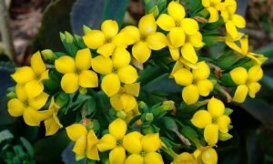 Kalanchoe blossfeldiana: How to Grow Flaming Katy in Your Home