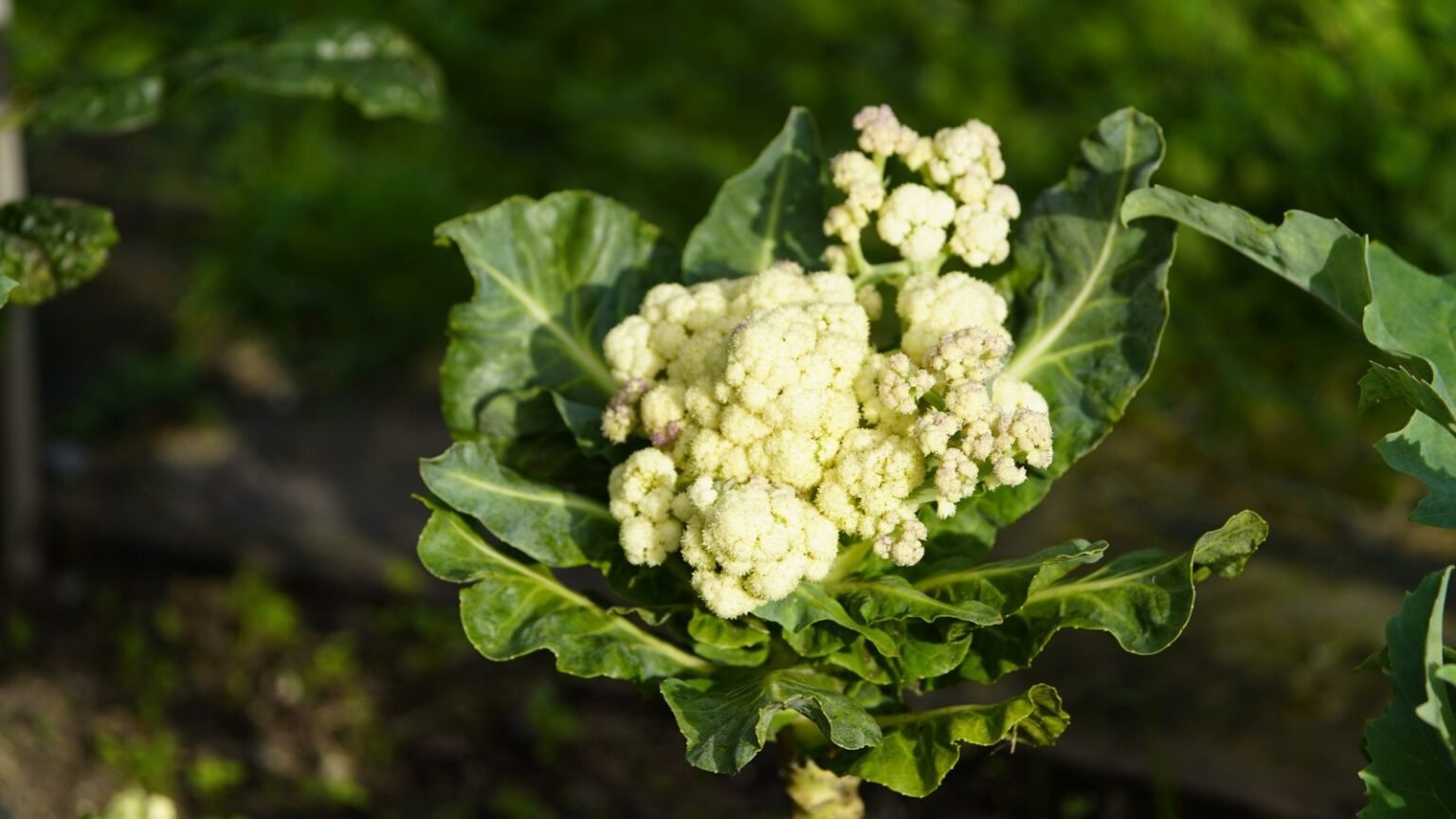 21 Types of Broccoli You Should Grow This Year - Epic Gardening