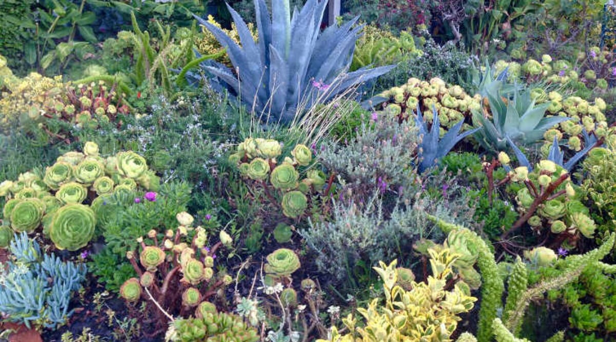 Xeriscape Plants: 35 Drought-Resistant Options - Epic Gardening