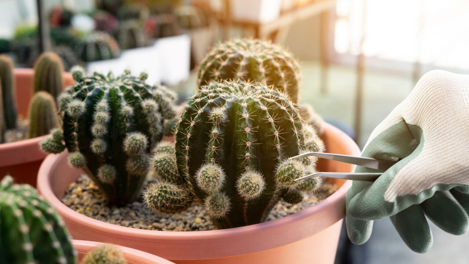 How to Propagate Cactus: 3 Easy Methods