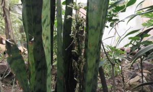 Sansevieria Zeylanica: Snake Plant's Kissing Cousin - Epic Gardening