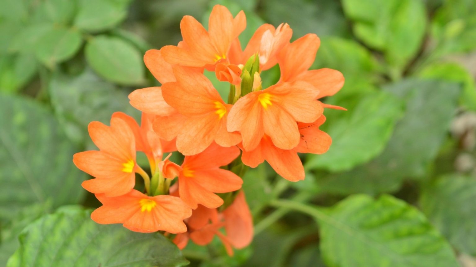 How to Plant, Grow, and Care for Crossandra