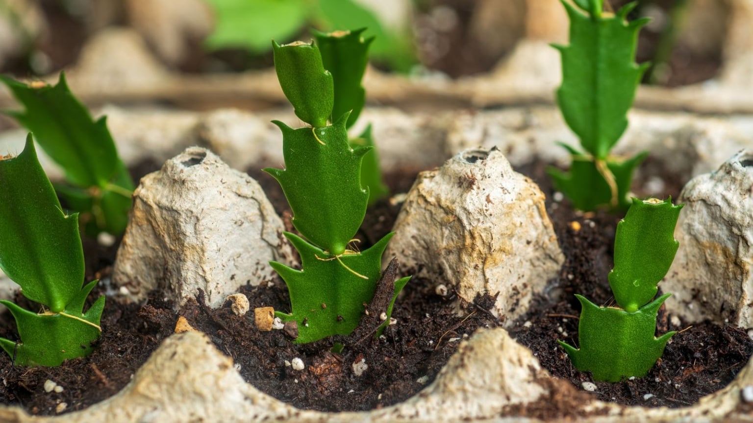 How to Propagate Cactus: 3 Easy Methods