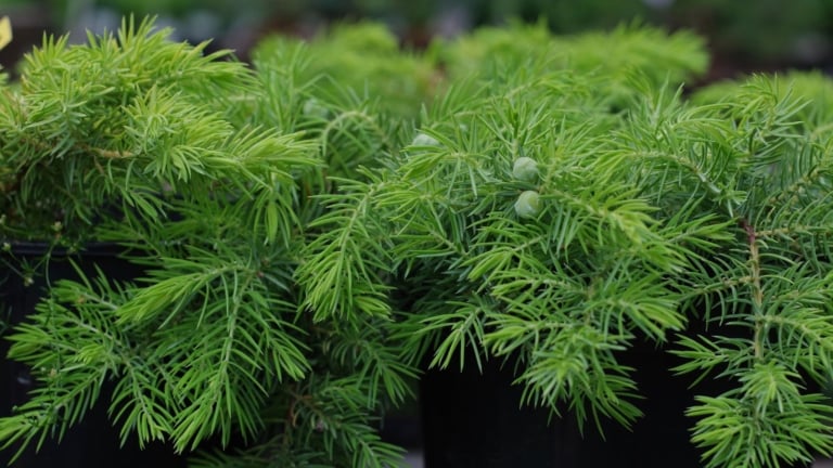 How to Plant, Grow, and Care for Juniperus Conferta (Shore Juniper)