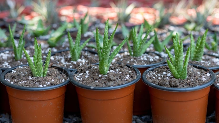 How to Plant, Grow, and Care for Aloe Vera