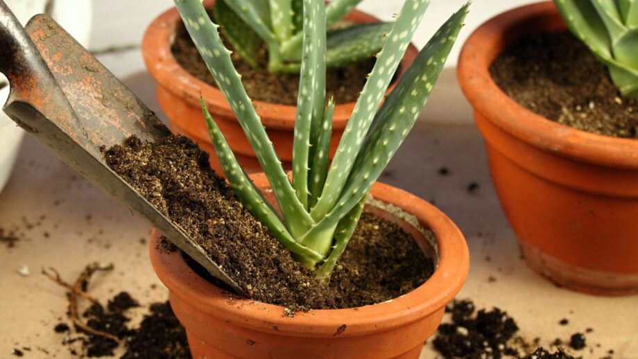 How to Propagate Aloe Plants: It's Easy! - Epic Gardening