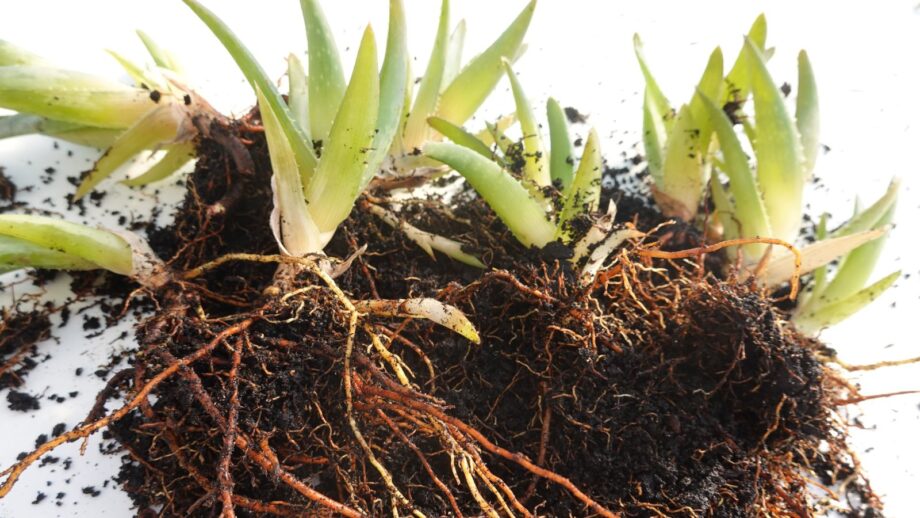 How to Propagate Aloe Plants: It's Easy! - Epic Gardening