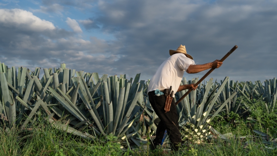 How to Plant, Grow, and Care for Agave Ovatifolia
