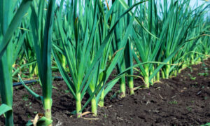 Hardneck Garlic: How To Grow Delicious Bulbs At Home - Epic Gardening