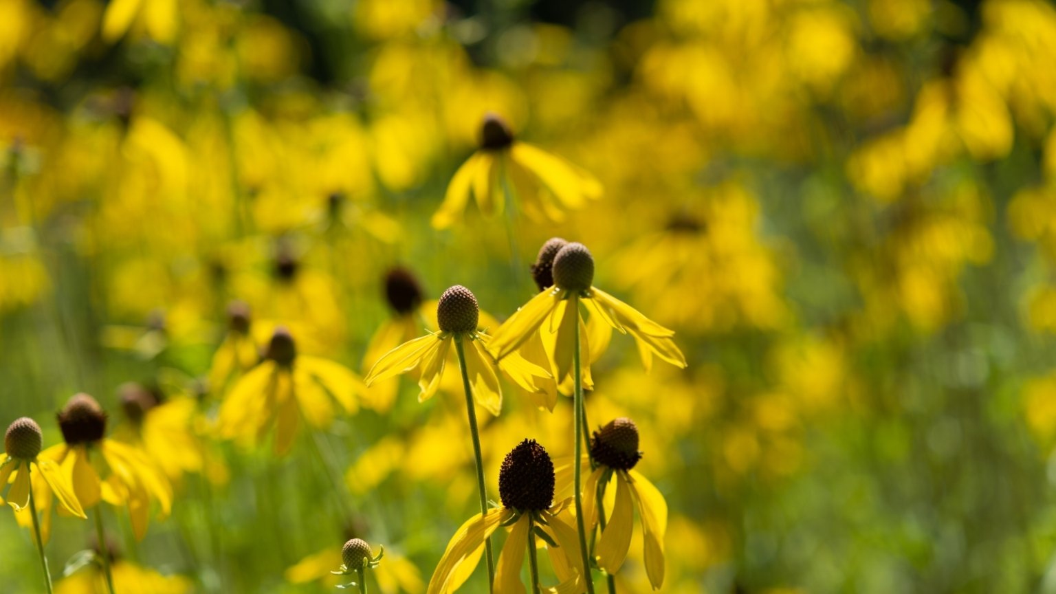 How to Plant, Grow, and Care for Rudbeckia Maxima