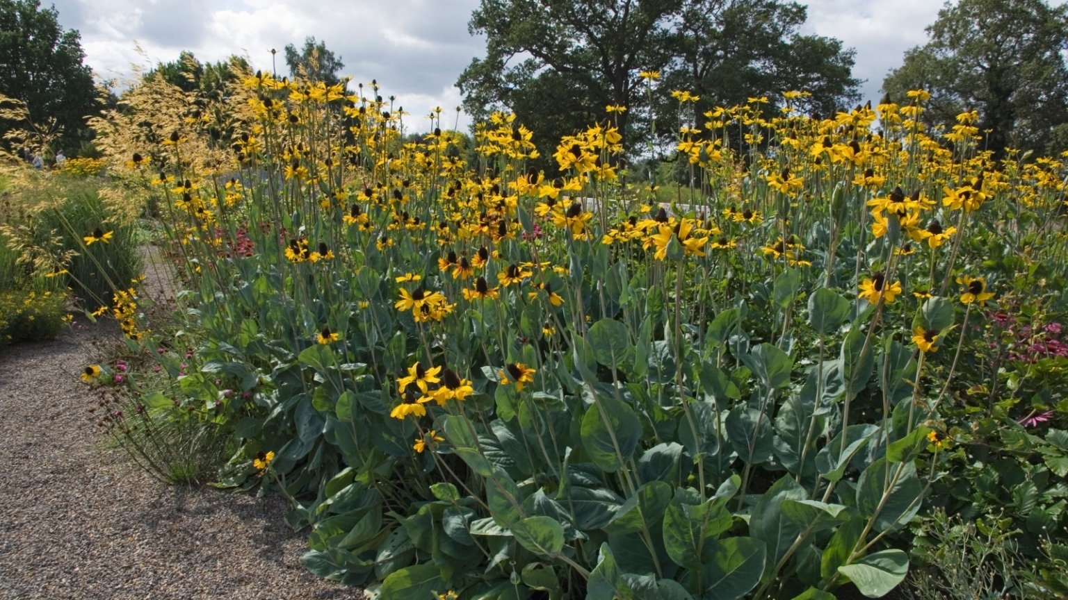 How to Plant, Grow, and Care for Rudbeckia Maxima