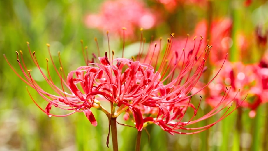 How to Plant, Grow, and Care for Red Spider Lily