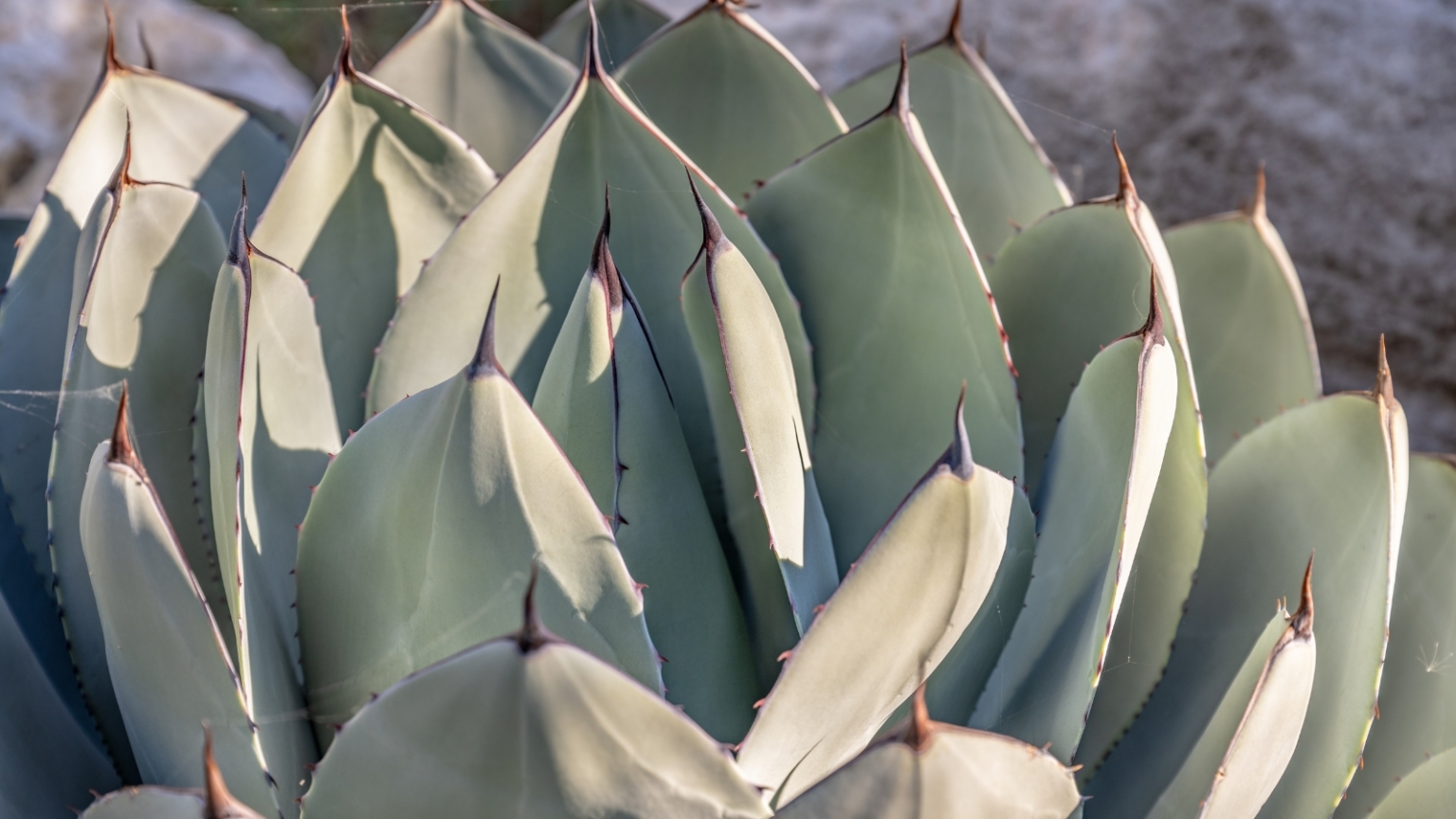 How to Plant, Grow, and Care for Agave Ovatifolia