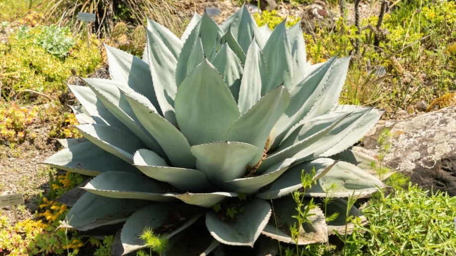 How to Plant, Grow, and Care for Agave Ovatifolia