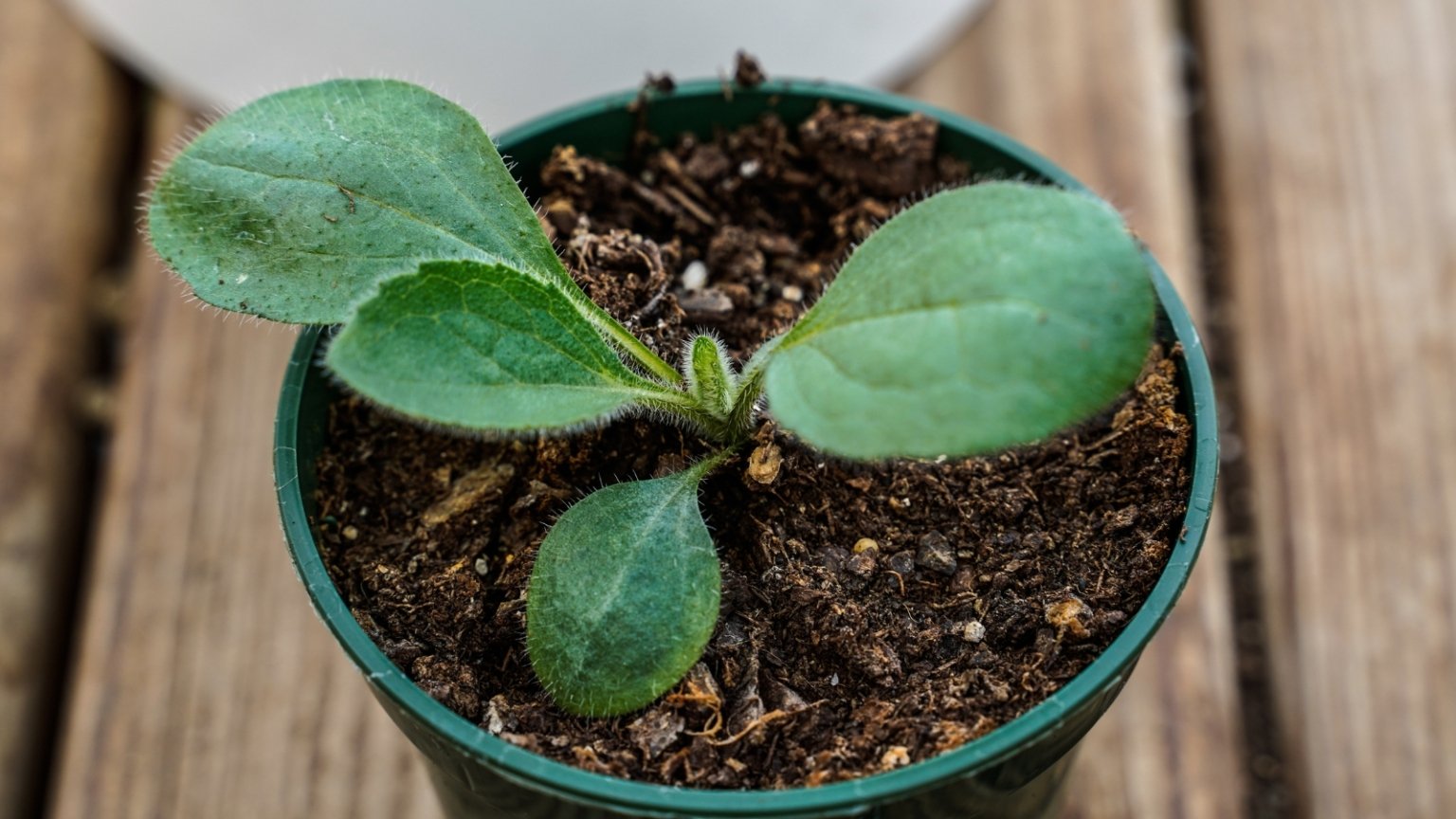 How to Plant, Grow, and Care for Rudbeckia Maxima