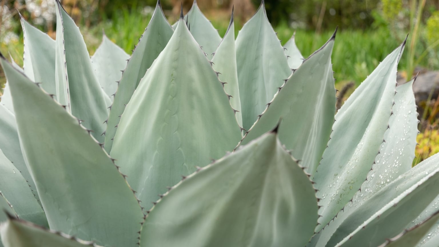 How to Plant, Grow, and Care for Agave Ovatifolia