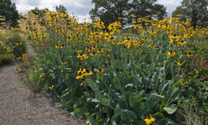 Rudbeckia Maxima Care: How To Grow Giant Coneflowers - Epic Gardening