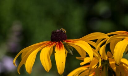 Rudbeckia Maxima Care: How To Grow Giant Coneflowers - Epic Gardening
