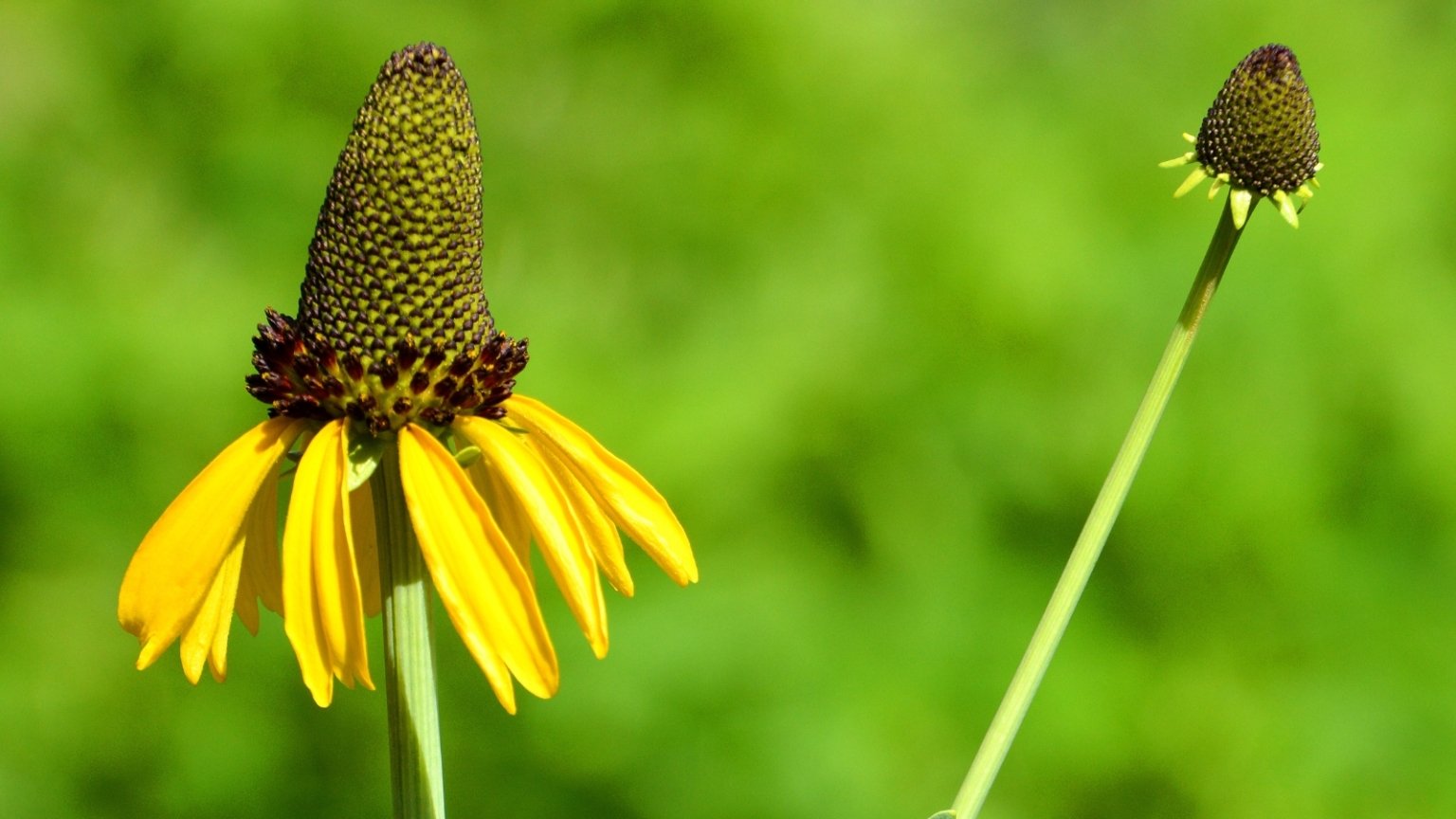 How to Plant, Grow, and Care for Rudbeckia Maxima