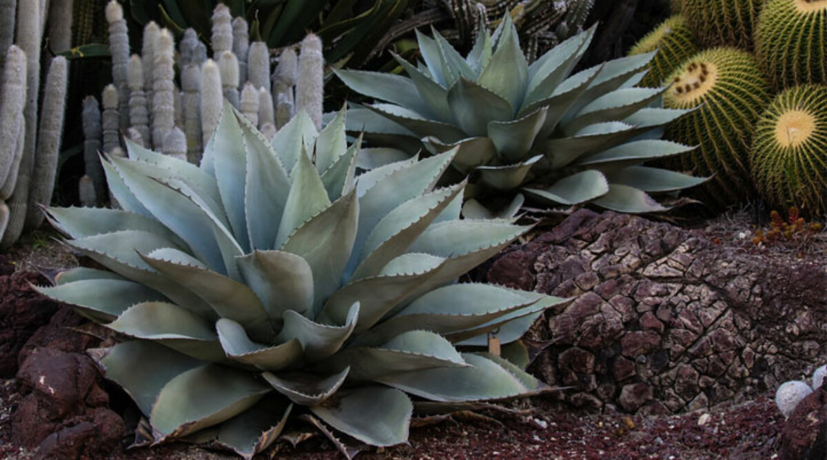 How to Plant, Grow, and Care for Agave Ovatifolia