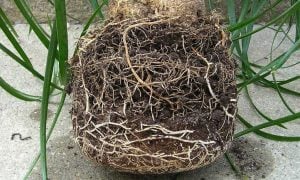 5 Tips to Grow Ponytail Palm Outdoors - Epic Gardening