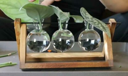 How to Grow Pothos in Water Easily