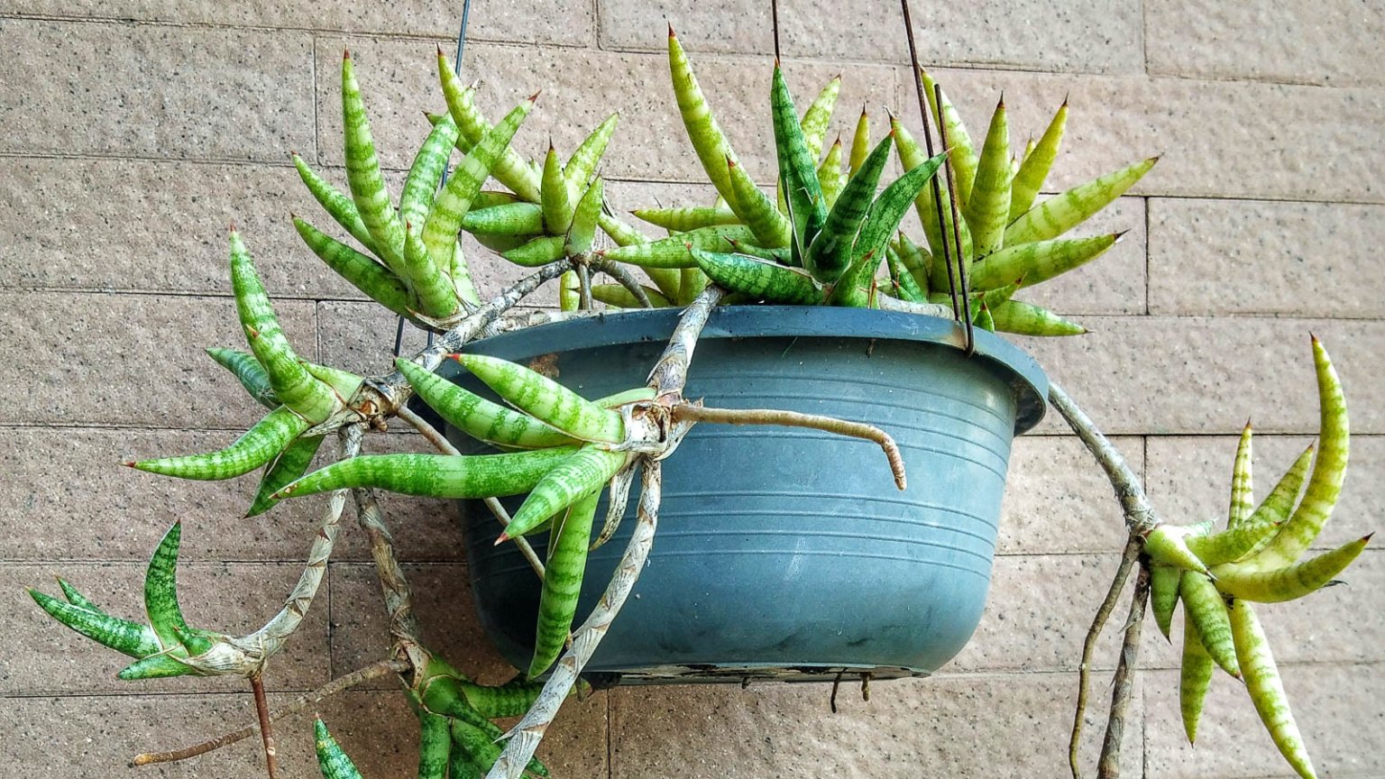 How to Plant, Grow, and Care for Sansevieria Ballyi