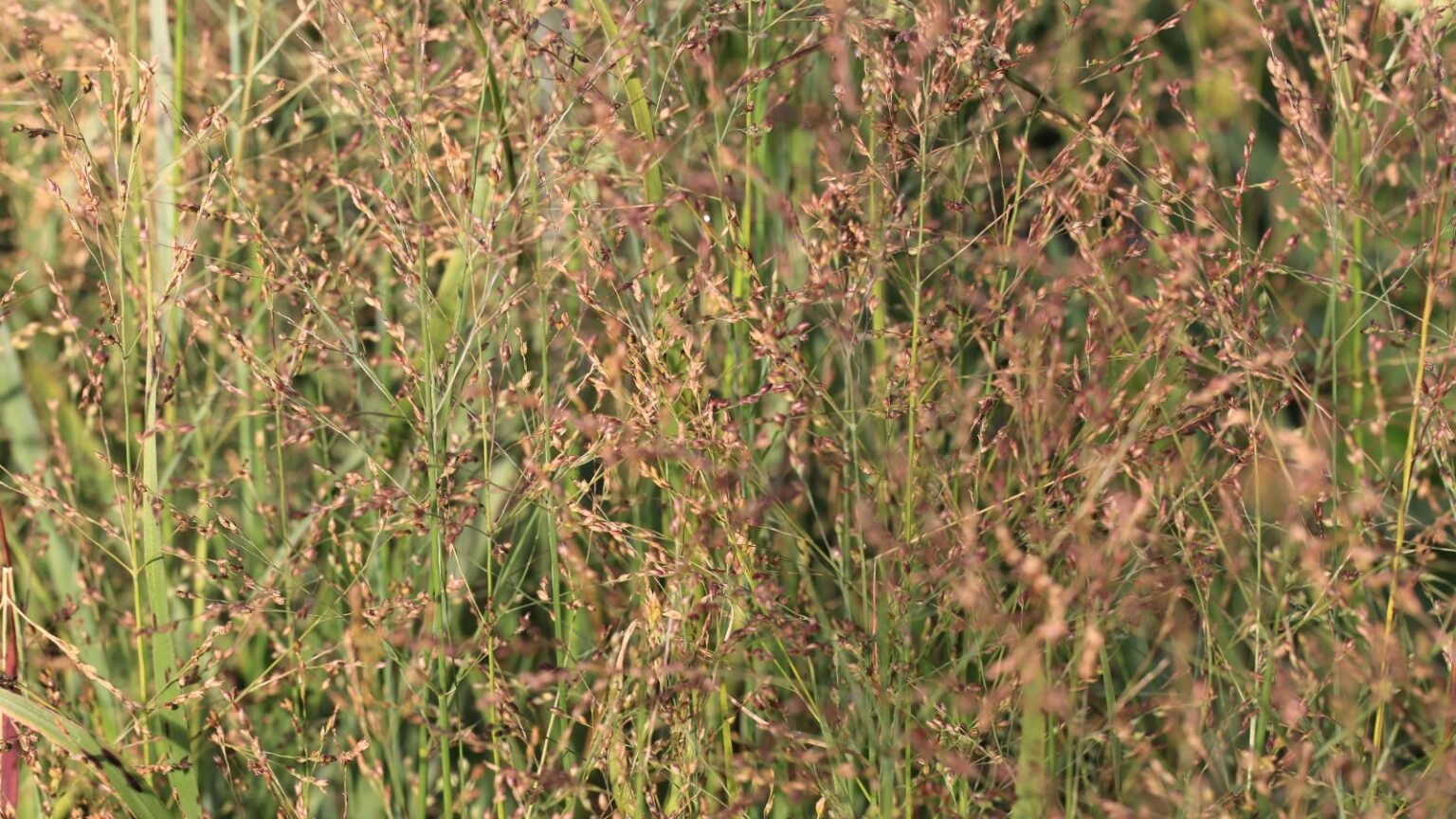 How to Plant, Grow, and Care for Purple Love Grass