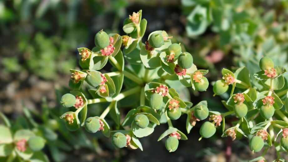 How To Plant, Grow, and Care for Myrtle Spurge (Euphorbia Myrsinites)