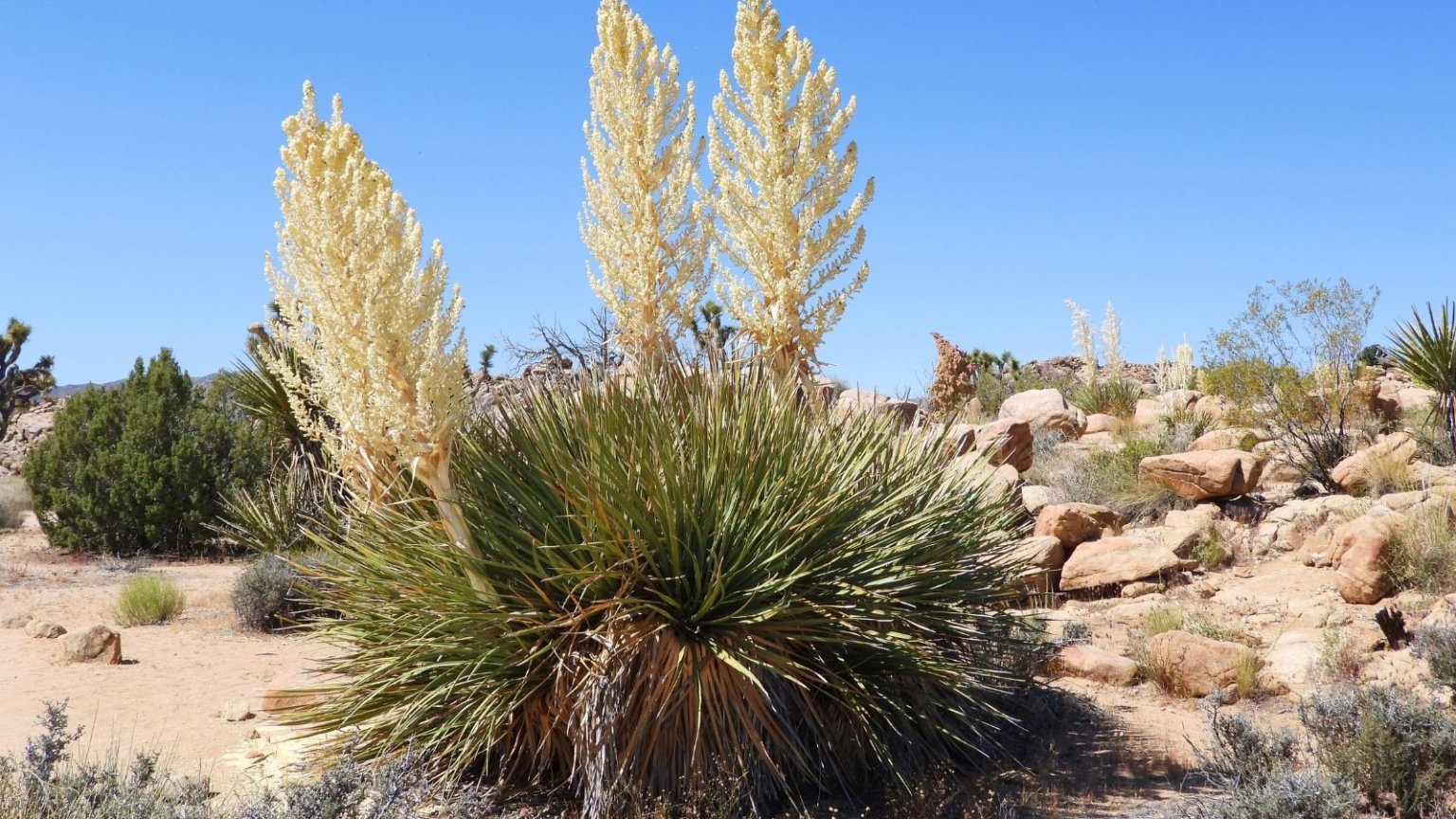 How to Plant, Grow, and Care for Yucca Rostrata